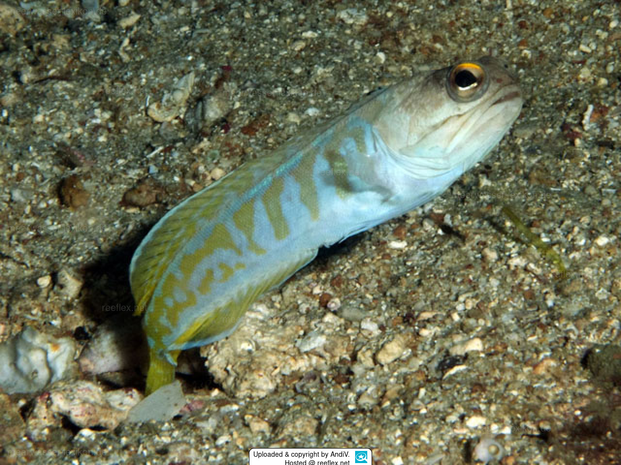 Opistognathus randalli Black Cap Jawfisch