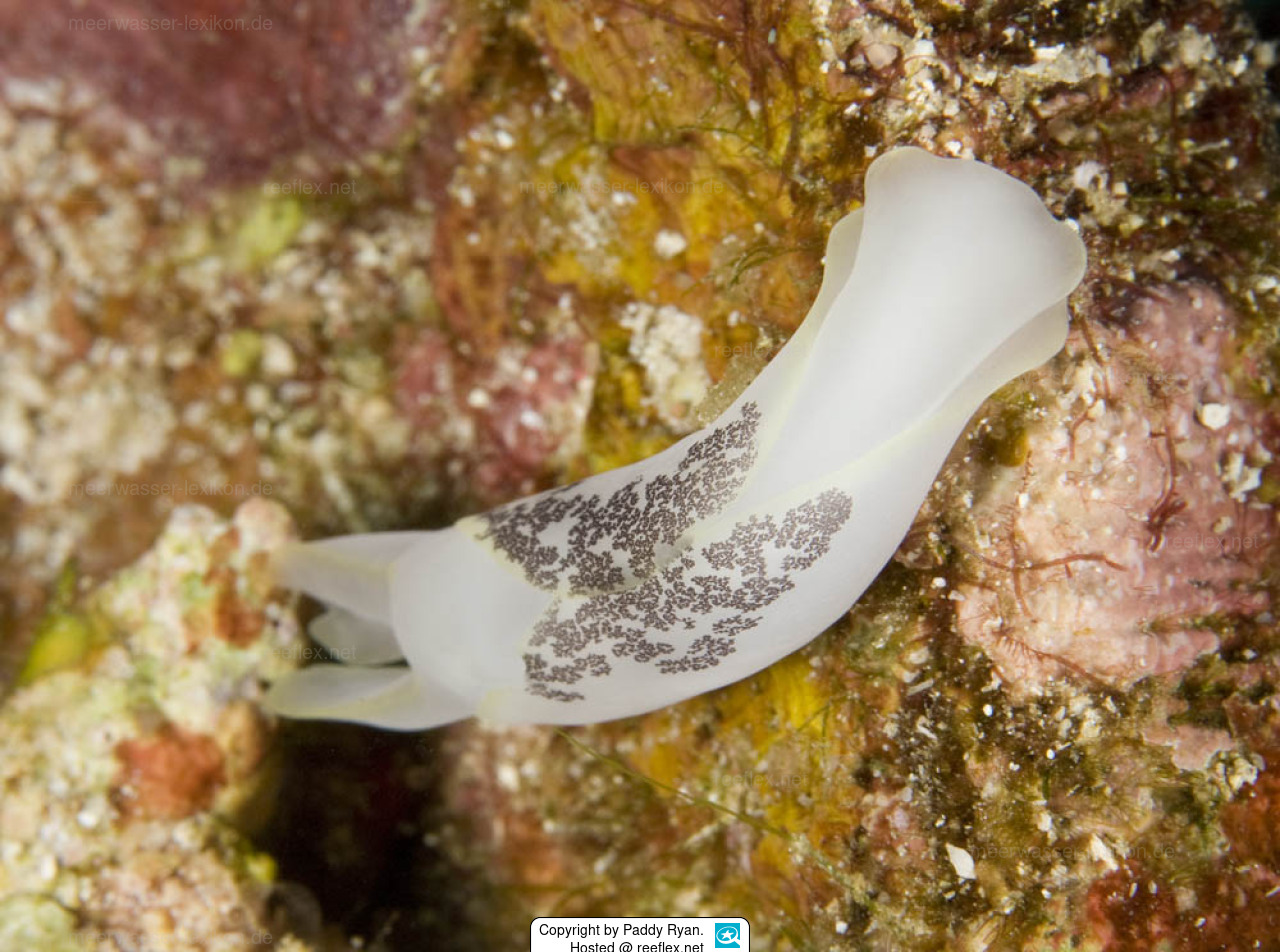 Chelidonura amoena Lovely Headshield Slug