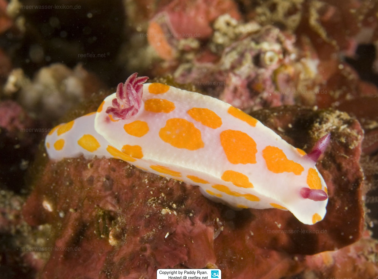 Ceratosoma amoenum Clown Nudibranch, Bright Orange And Pink Slug