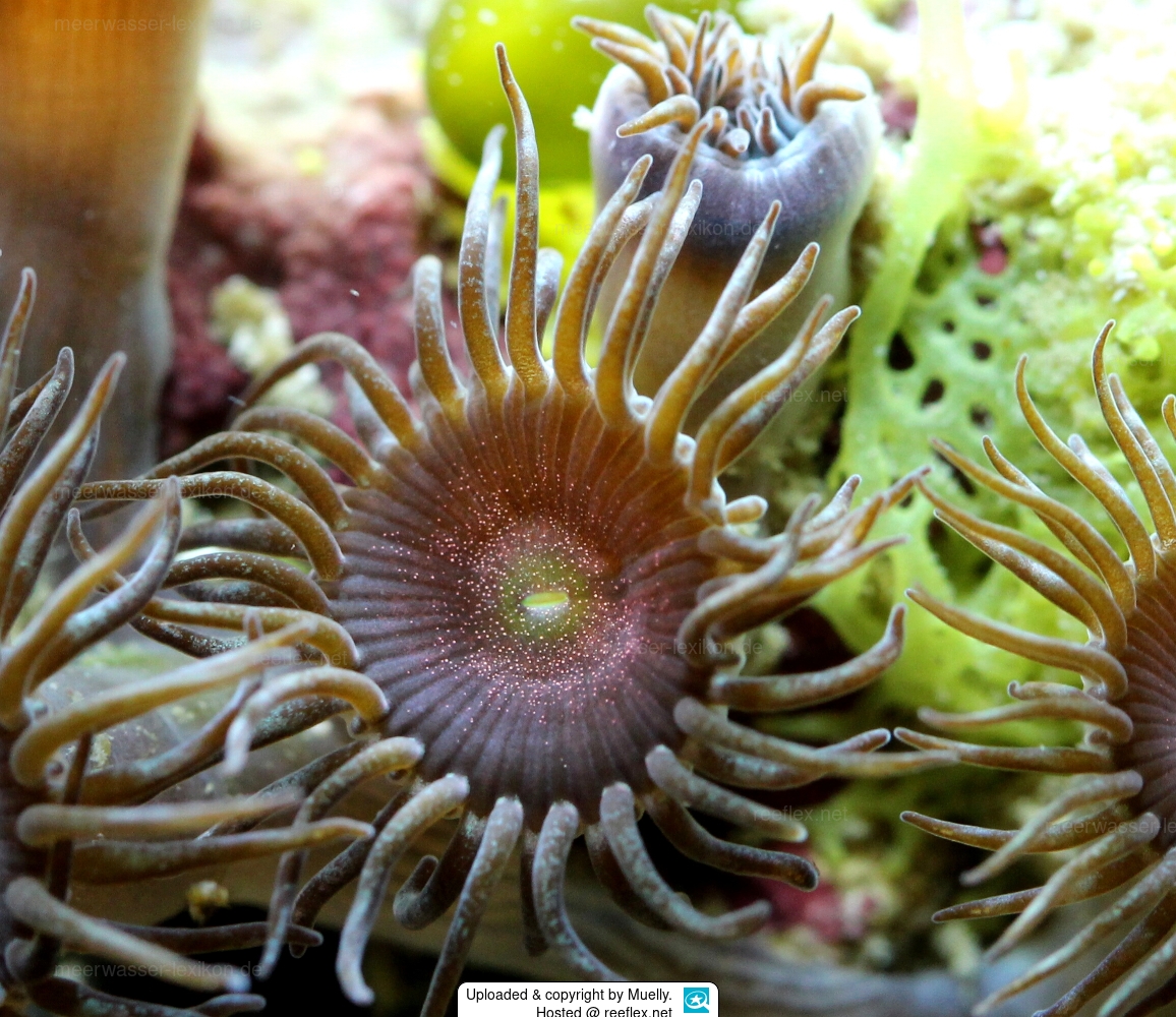 Zoanthus-sp. "Alien Explosion" Palythoa "Alien Explosion"