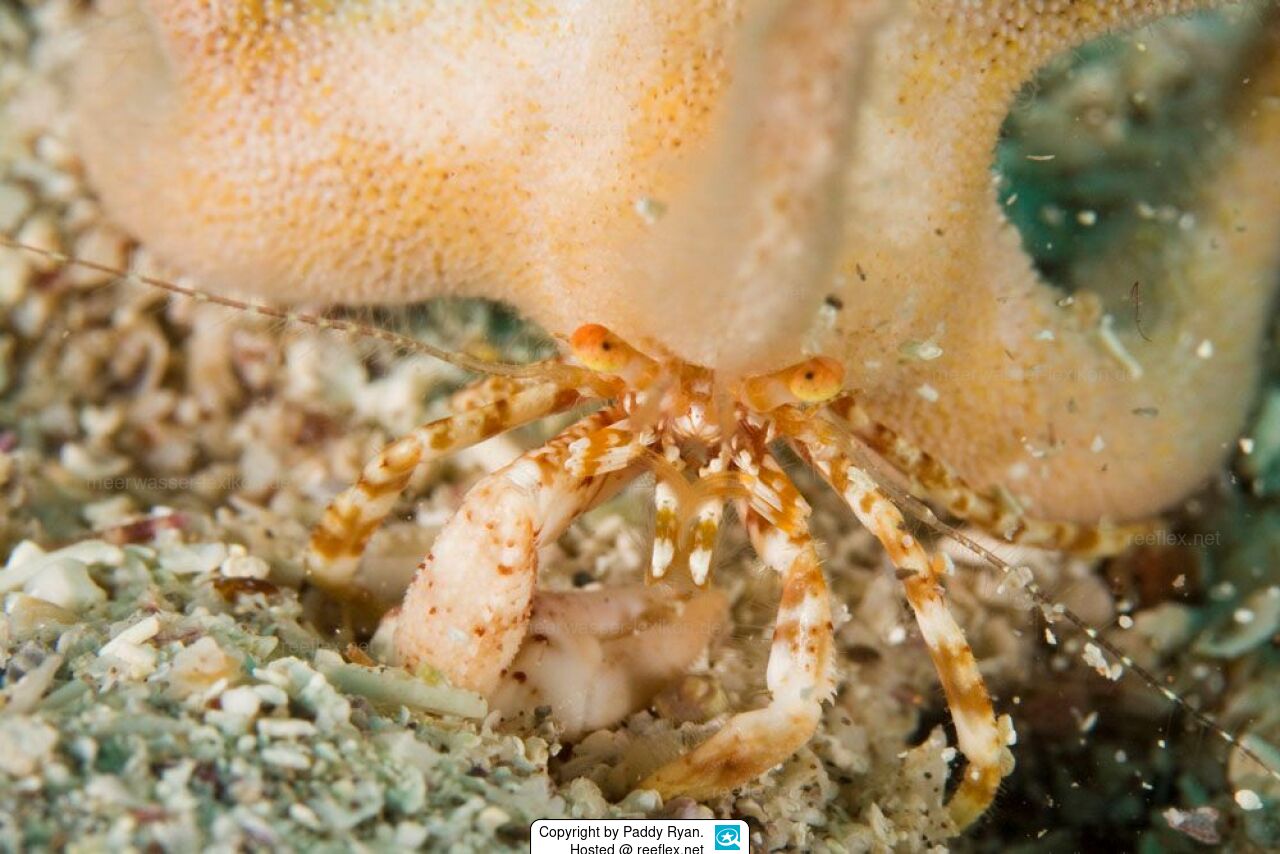 Manucomplanus varians Staghorn hermit crab, Antler Hermit