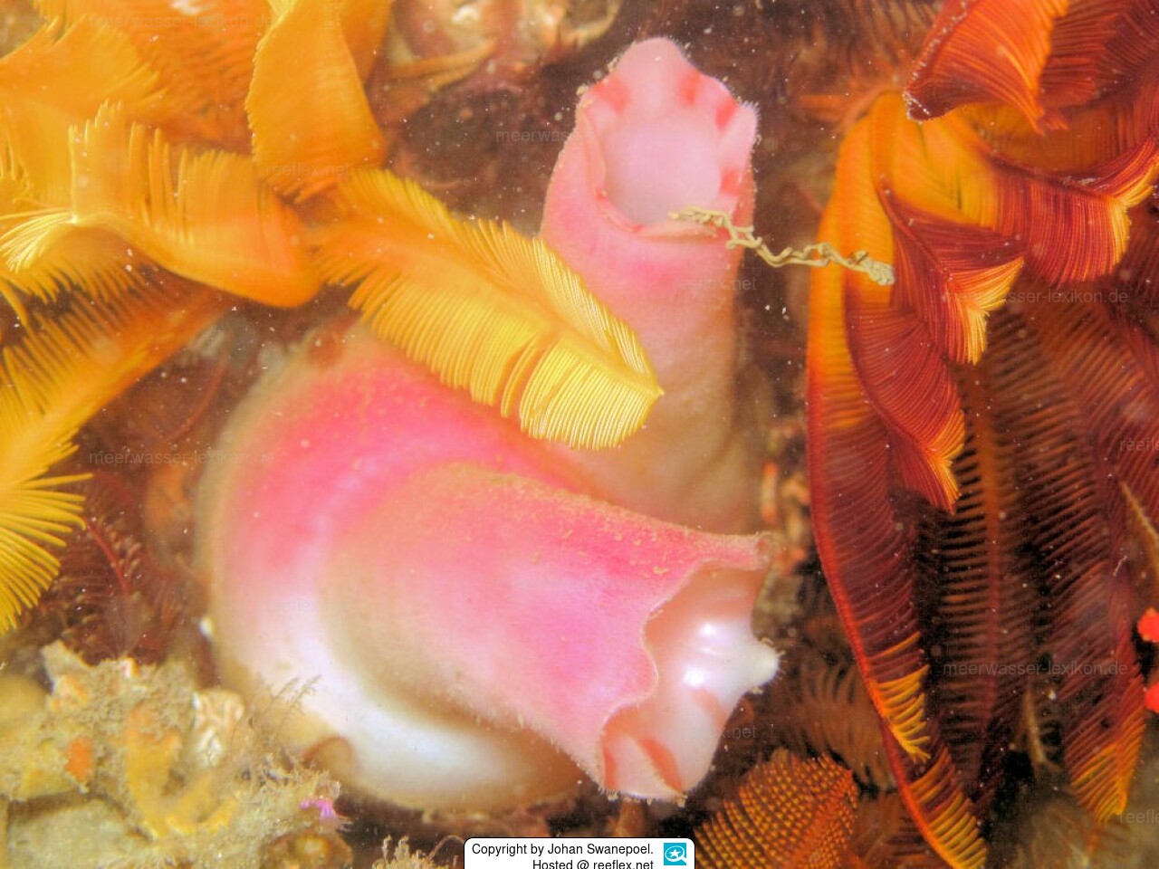 Ascidia incrassata Red spotted ascidian