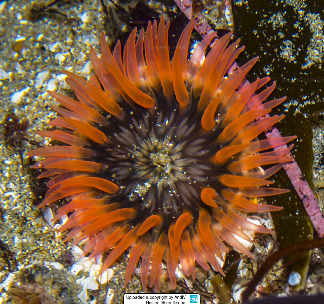 Anthopleura artemisia Moonglow anemone, Buried green anemone