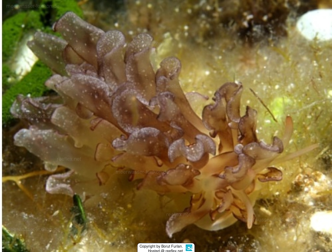 Cyerce cristallina Harlequin Glass Sea Slug