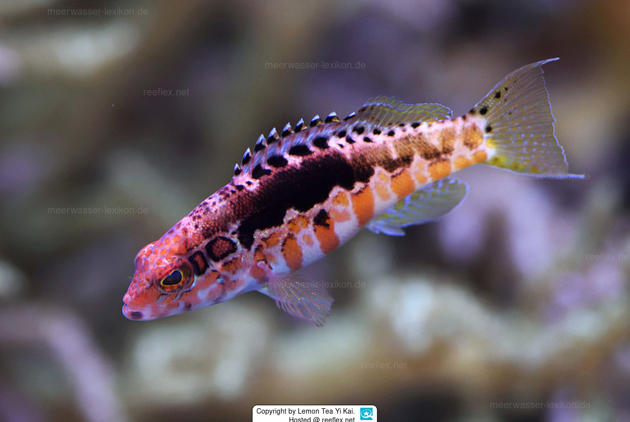 Serranus annularis Sägebarsch
