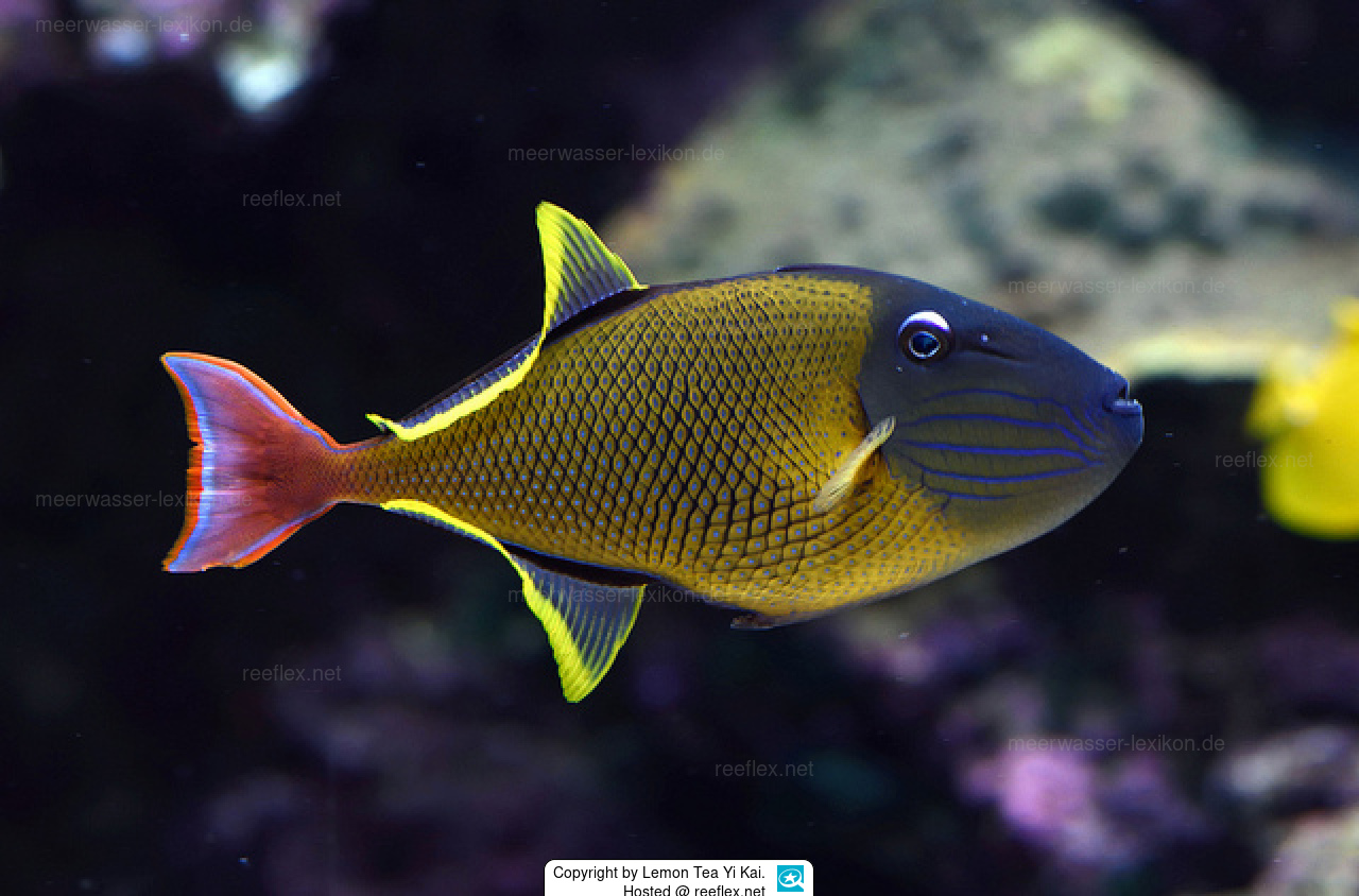 Xanthichthys mento Redtail triggerfish