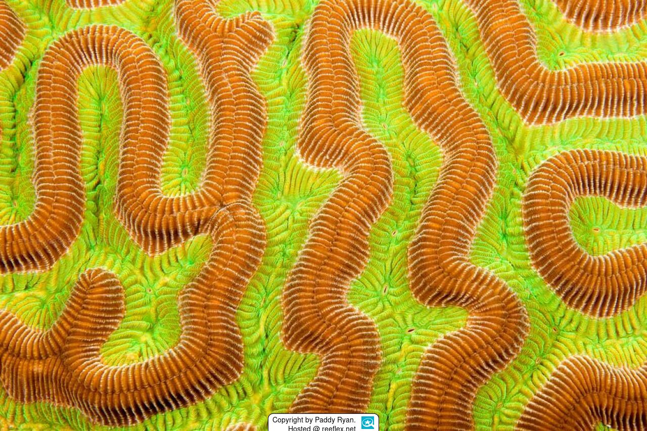Diploria labyrinthiformis Brain coral