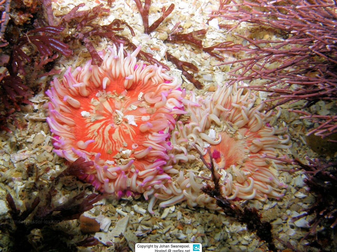 Anthostella stephensoni Violet Spotted Anemone, Violet-spotted Anemone