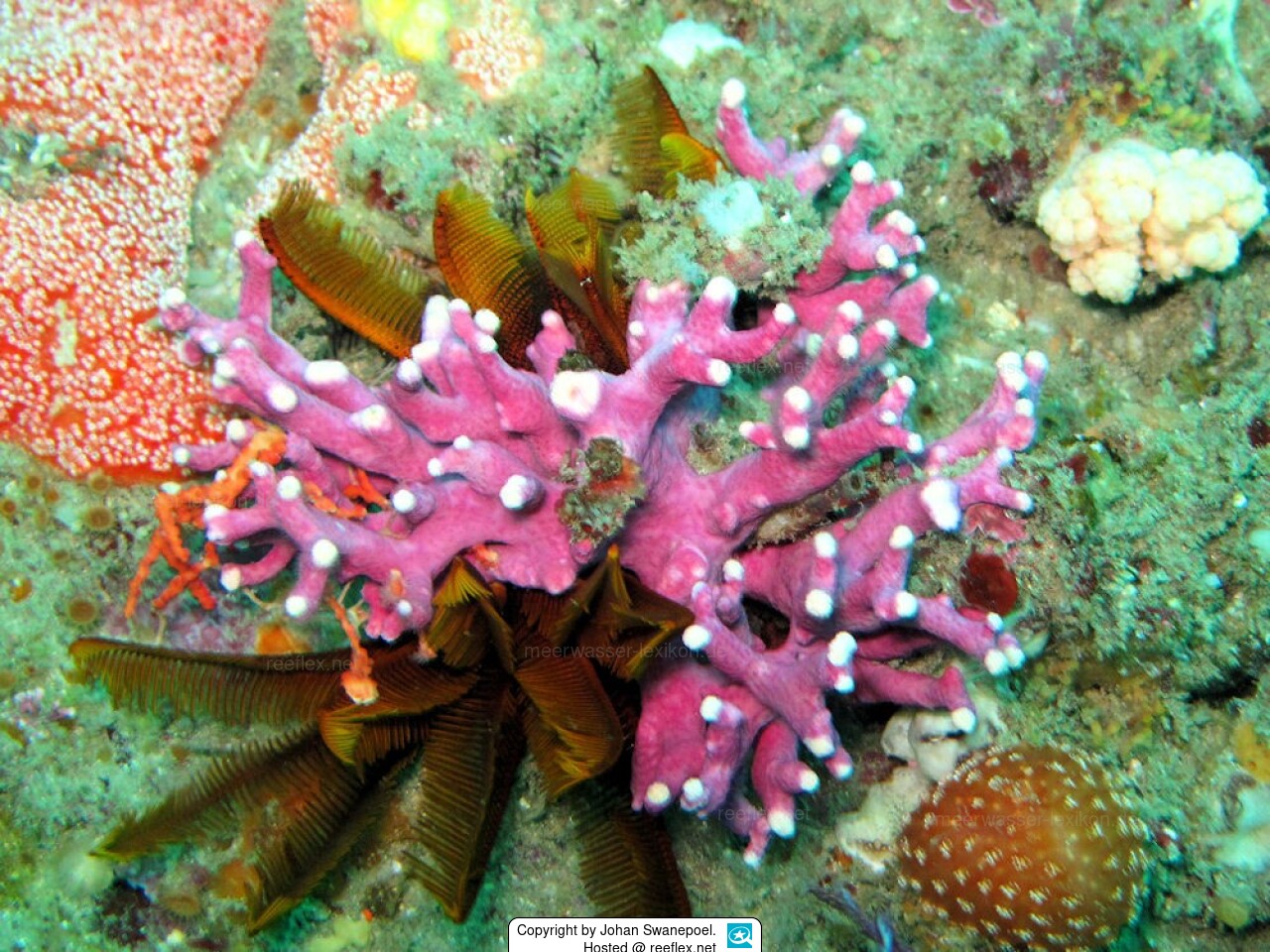 Stylaster nobilis Noble coral