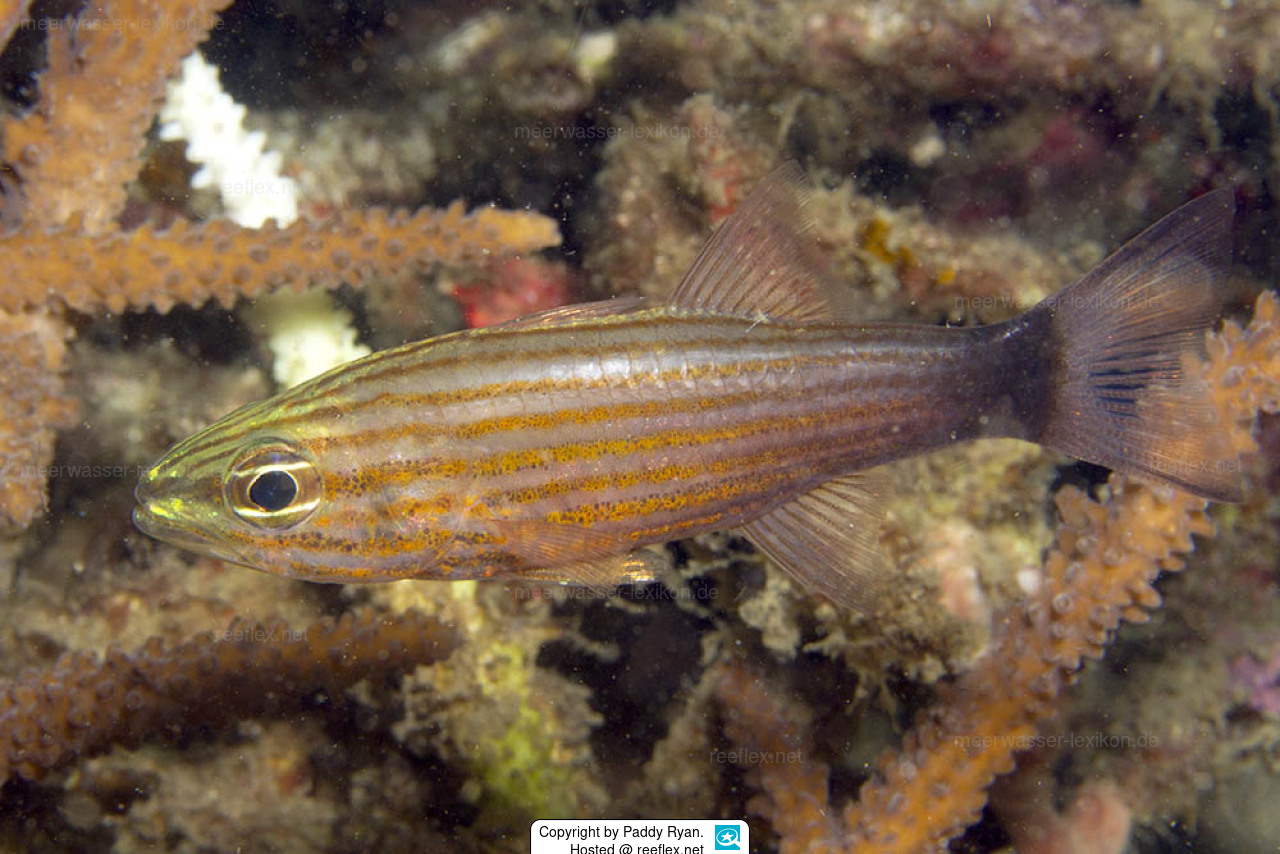 Cheilodipterus artus Wolf cardinalfish