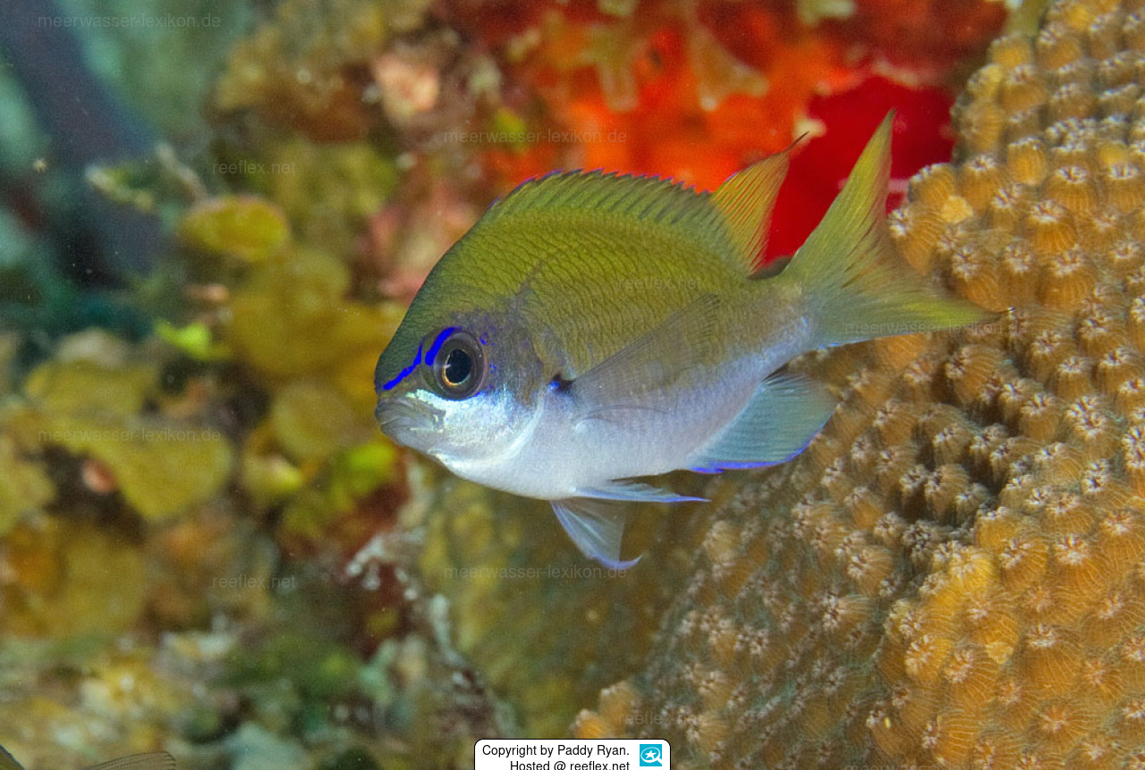 Chromis enchrysura Yellowtail reeffish