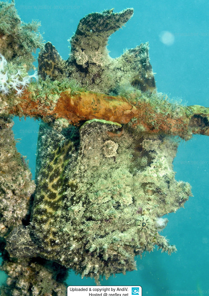 Antennarius indicus Indischer Anglerfisch