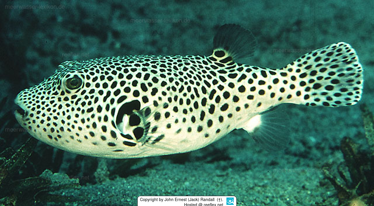 Arothron stellatus Star Blaasop, Staring Blow Fish, Star Puffer, Starry ...