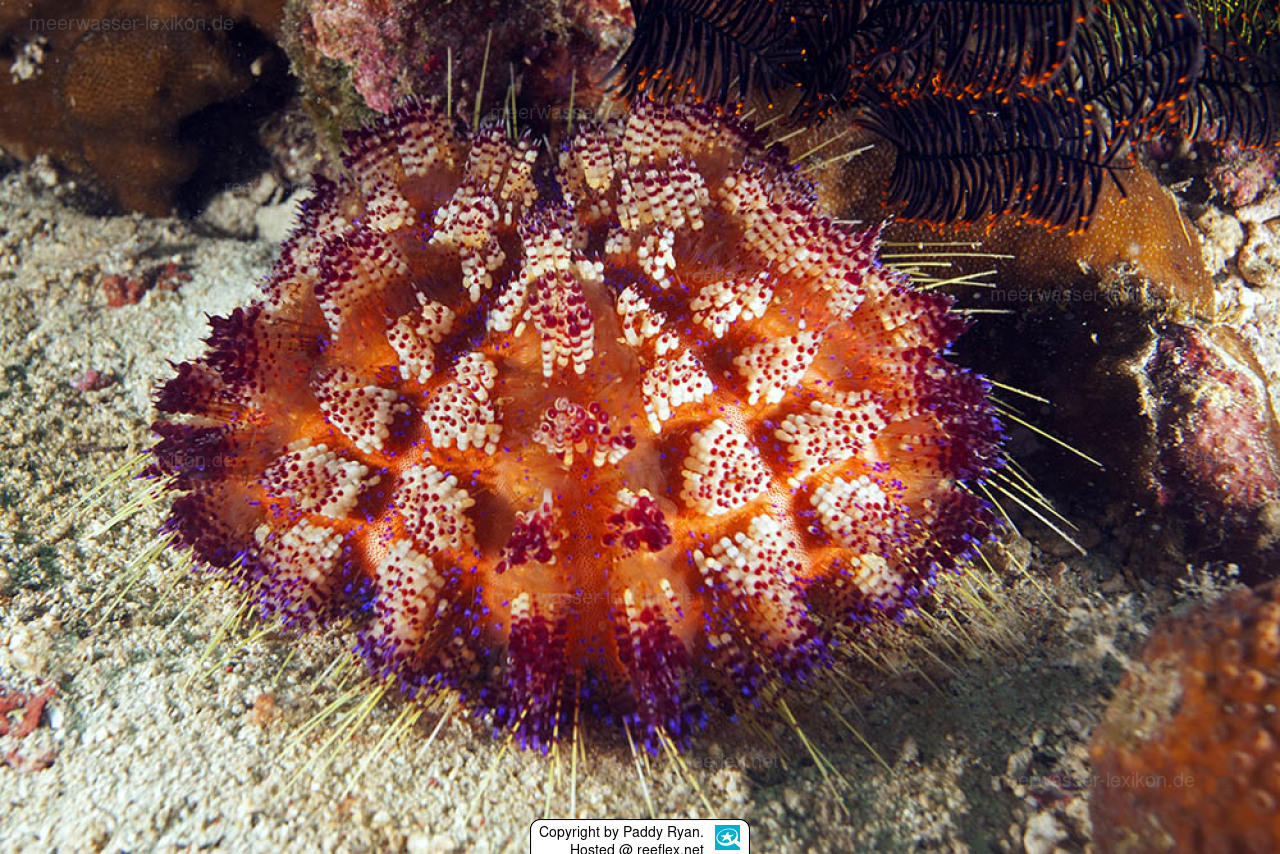 Asthenosoma varium Fire Urchin, Variable Fire Urchin