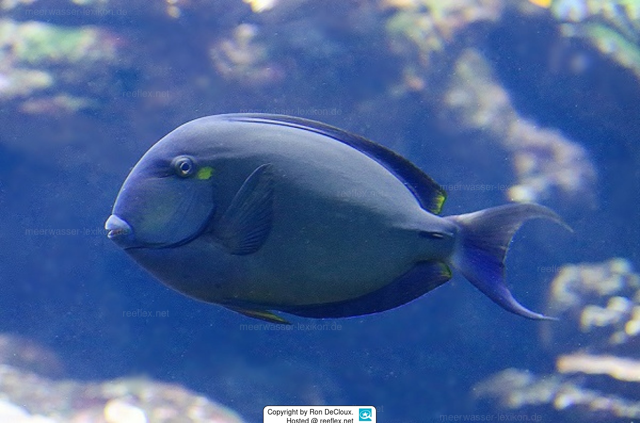 Acanthurus blochii Blue-banded Pualu, Dark Surgeon, Ringtail ...