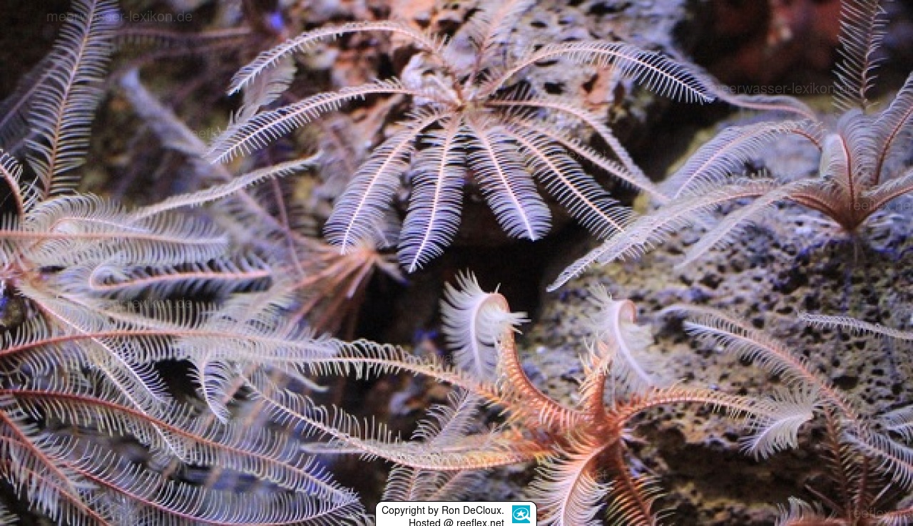 Florometra serratissima Common feather star