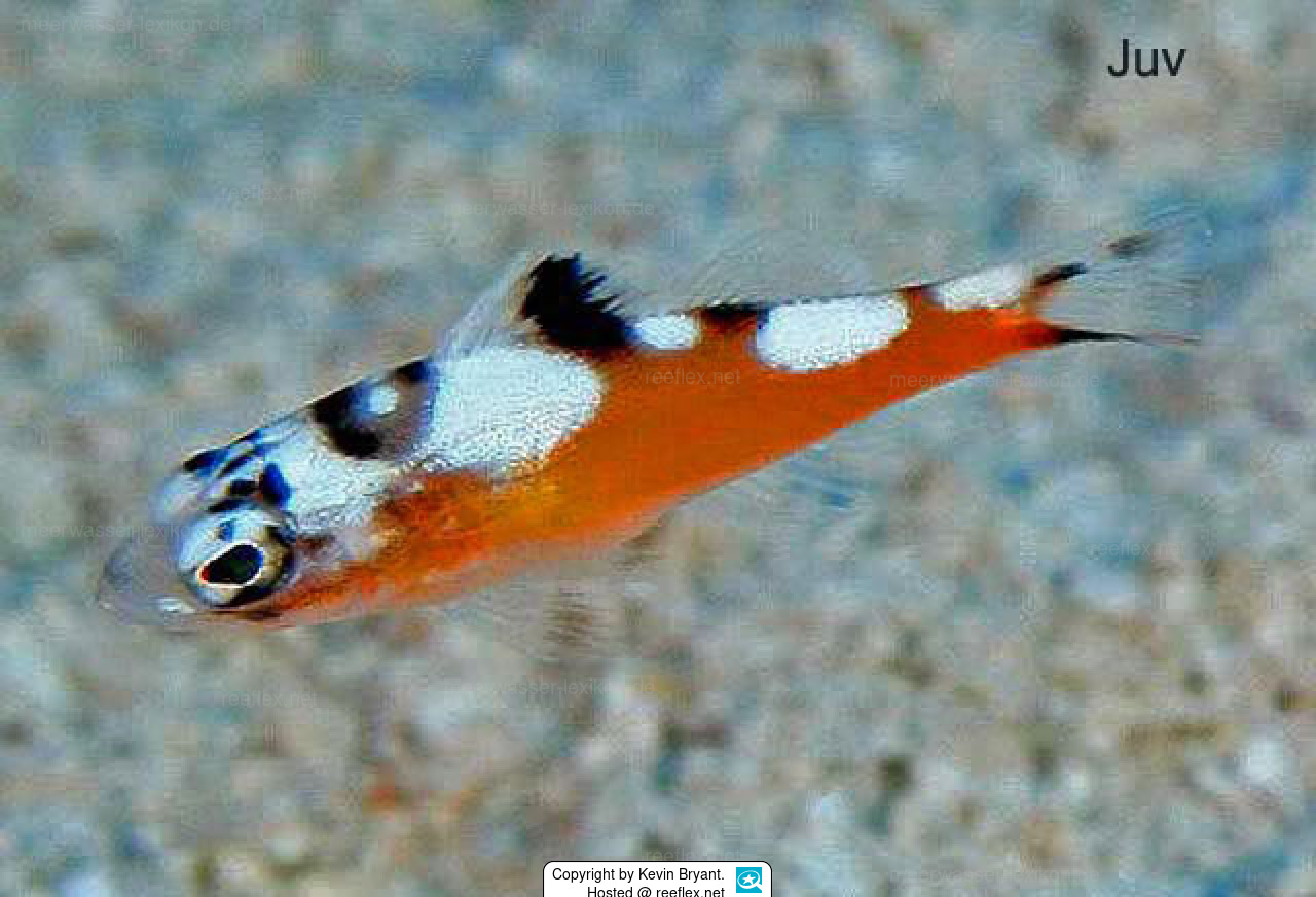 Serranus tabacarius Tobaccofish