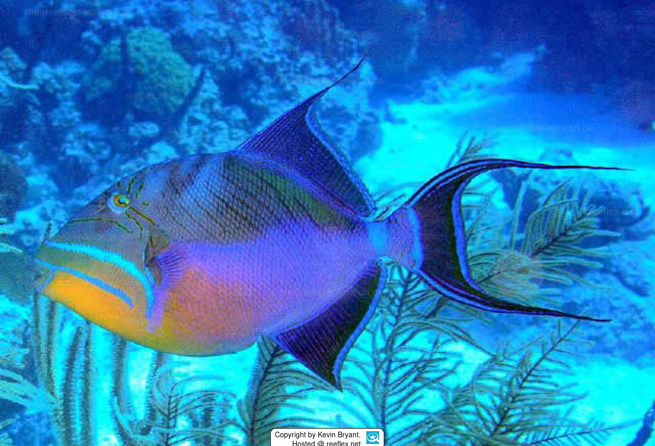 Balistes vetula Queen triggerfish