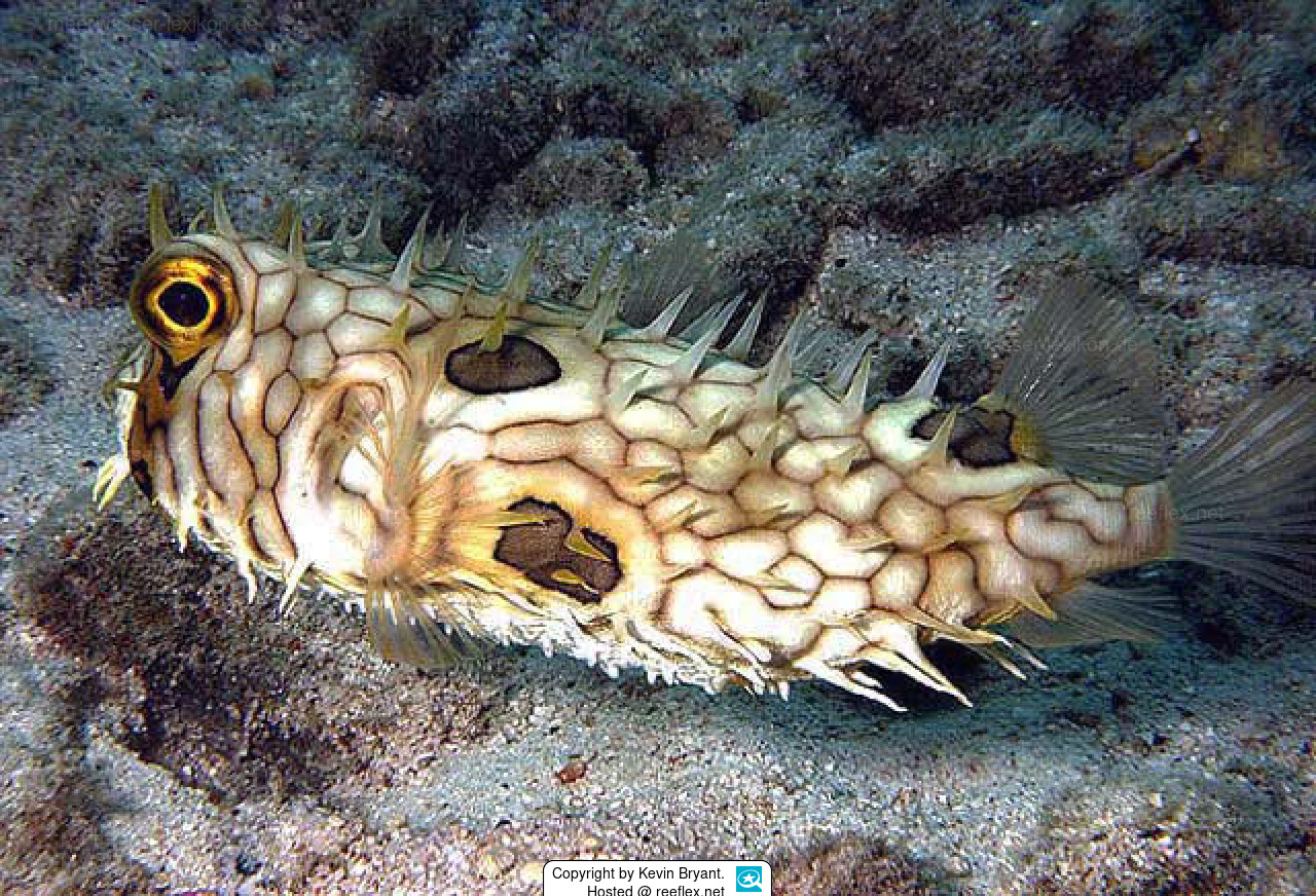 Chilomycterus antillarum Web burrfish