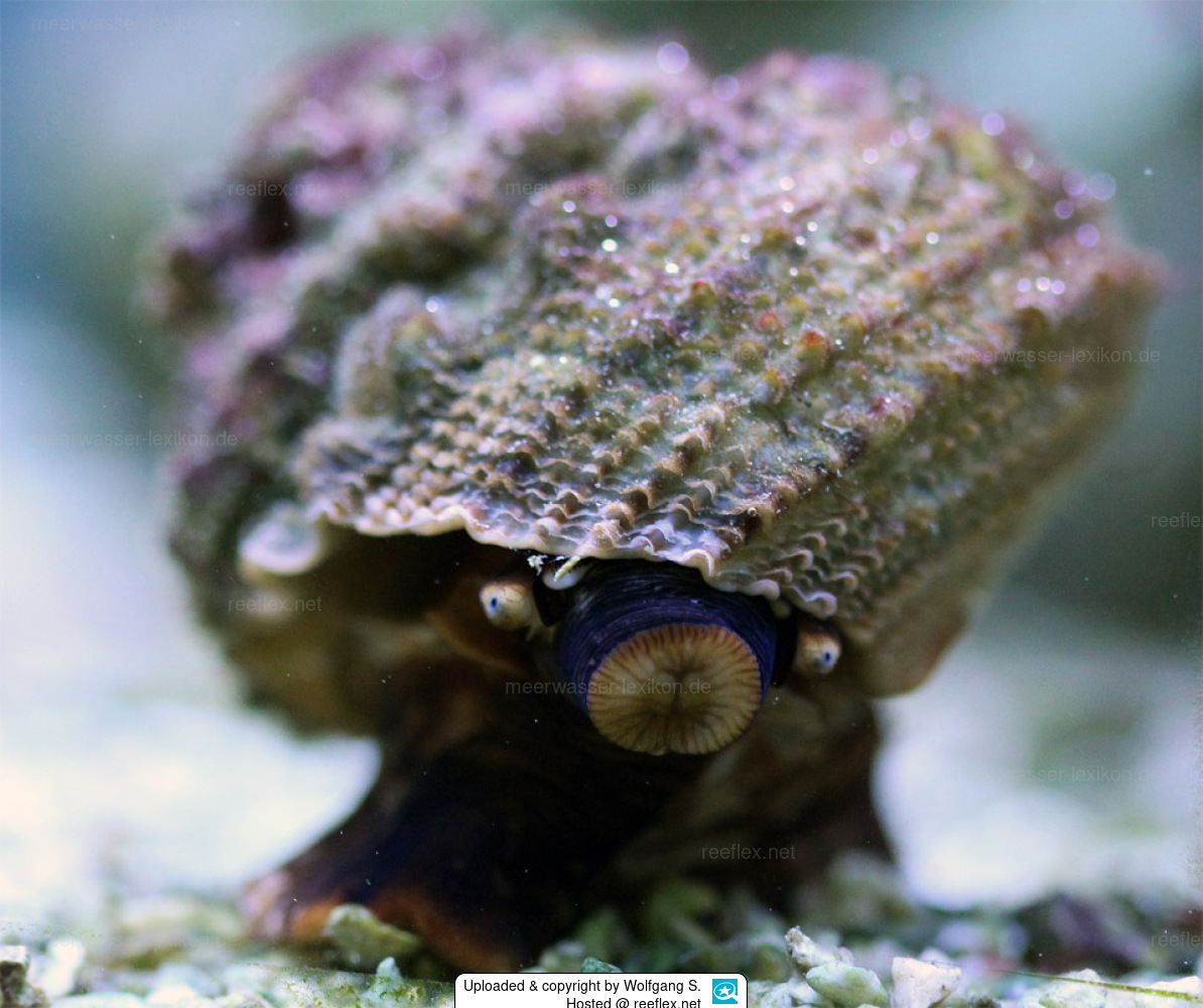 Bolma rugosa Chestnut Turban