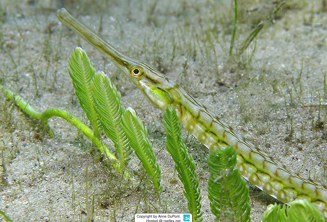 Syngnathus louisianae Chain pipefish