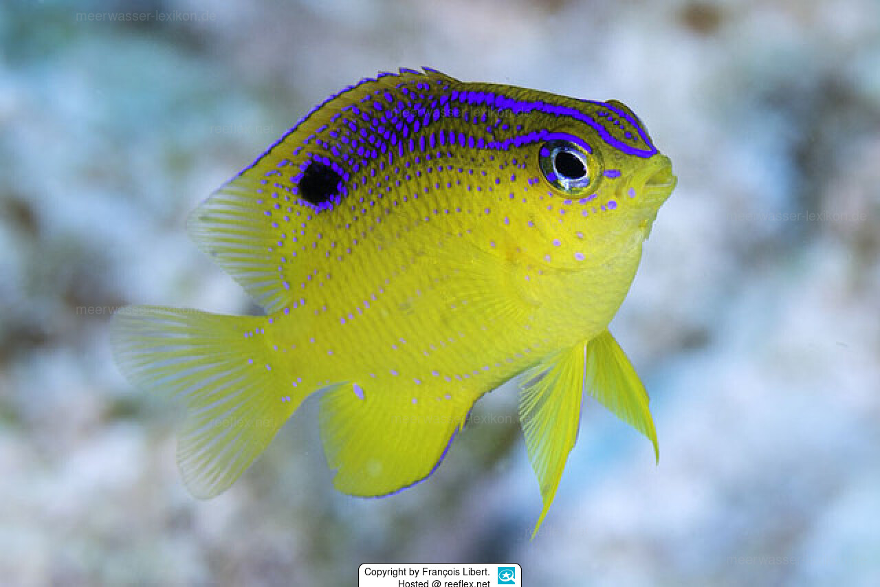 Stegastes diencaeus Longfin damselfish