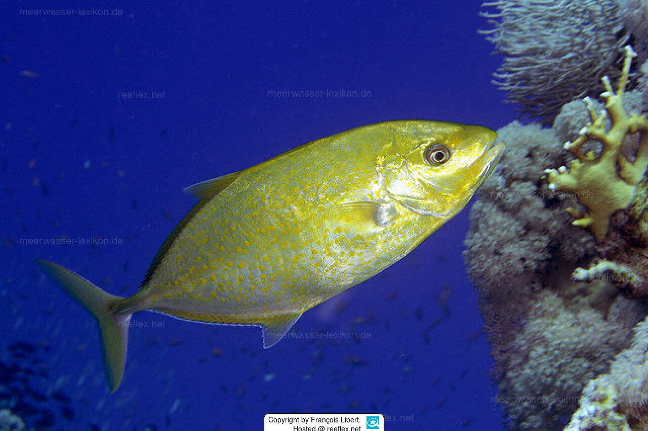 Carangoides bajad Gold-spotted trevally, Orangespotted Trevally