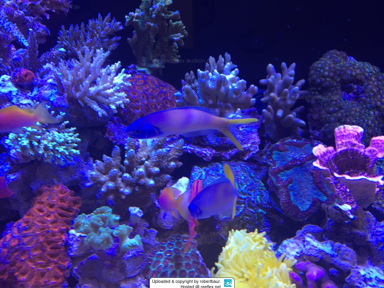 Hoplolatilus starcki Bluehead Tilefish Blue Jaw Tilefish