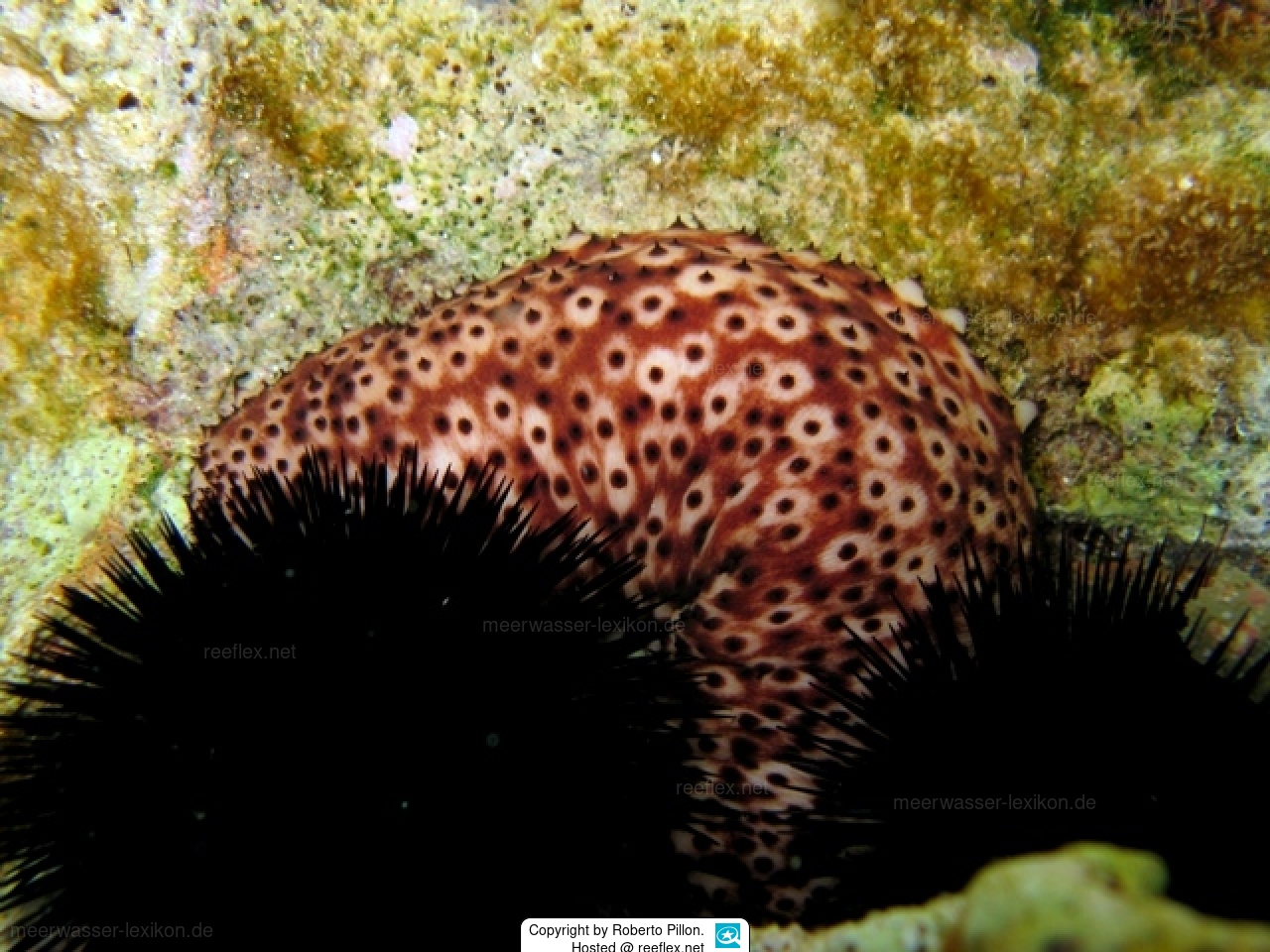 Holothuria (Platyperona) sanctori Sea cucumber