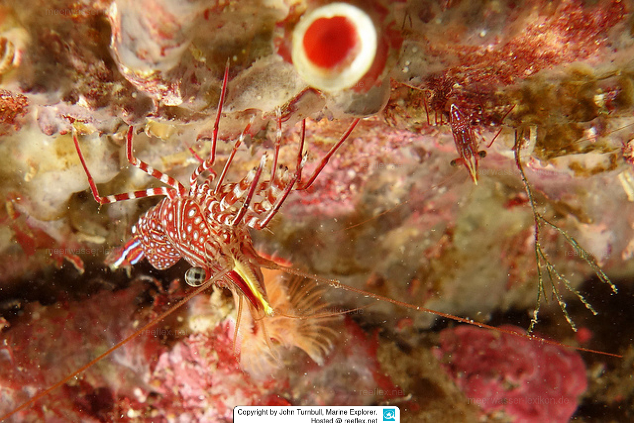 Rhynchocinetes serratus Serrated Hingebeak, Serrated hinge-back shrimp