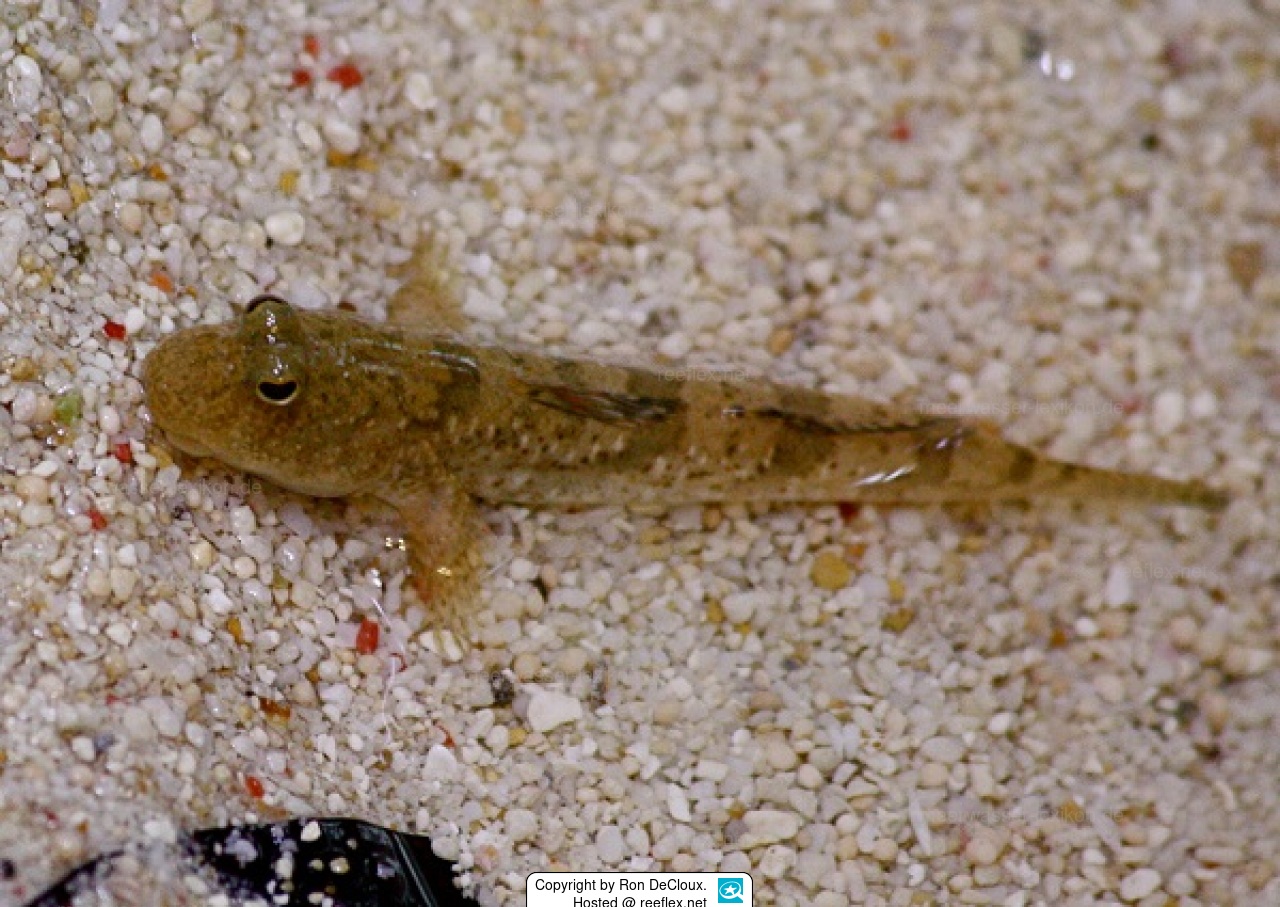 Periophthalmus argentilineatus Barred mudskipper