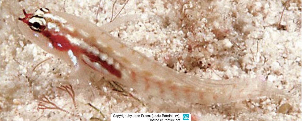 Eviota sigillata Adorned dwarfgoby