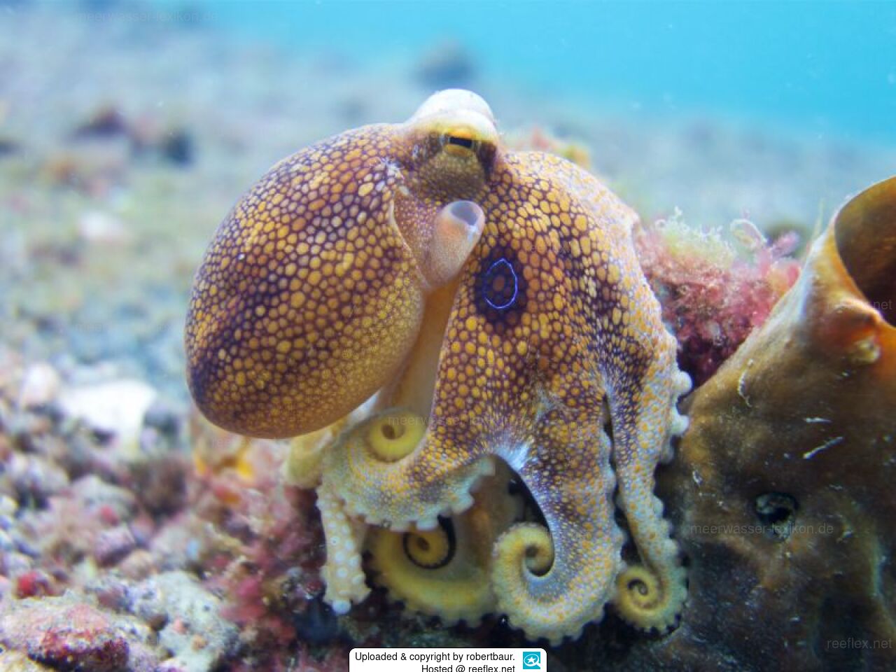 Amphioctopus mototi poison ocellate octopus