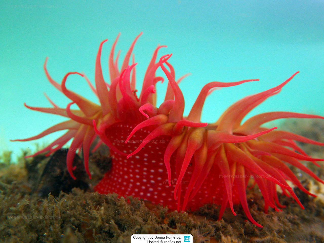 Urticina lofotensis white-spotted rose anemone, strawberry anemone