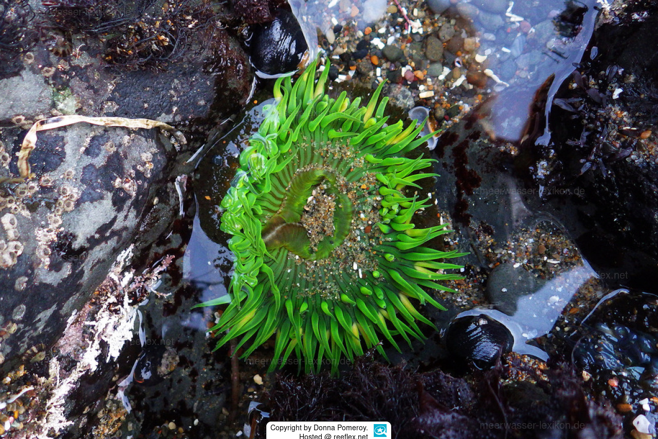 Anthopleura sola Sun anemone, sunburst anemone, starburst anemone,