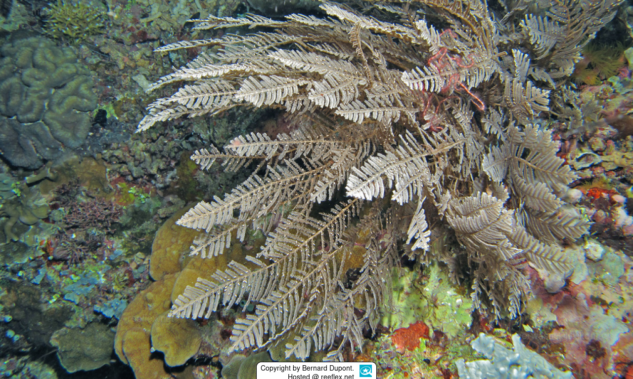 Pachyrhynchia cuppressina Stinging Hydroids, Thecate Hydroids