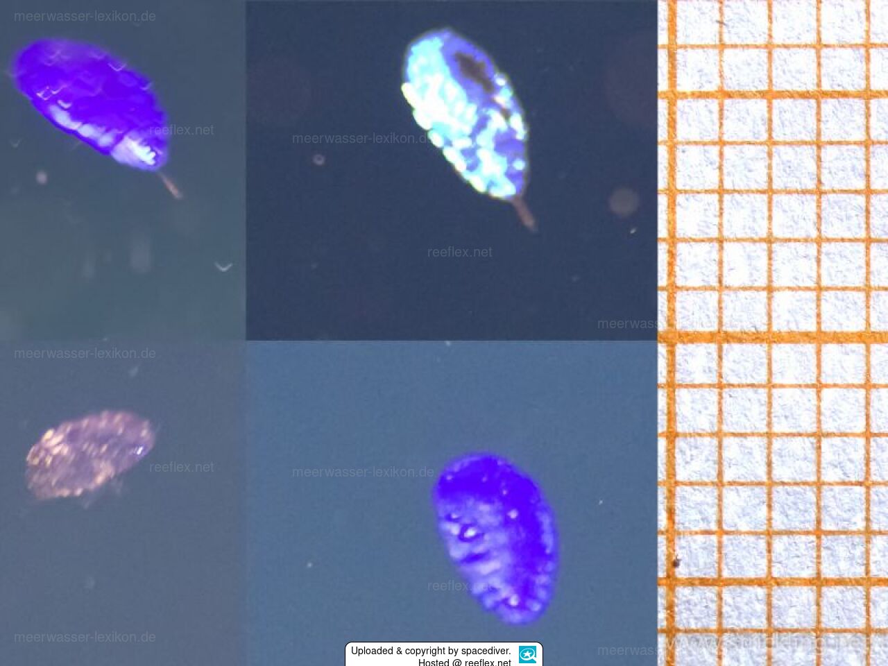 Sapphirina sp. sea sapphire