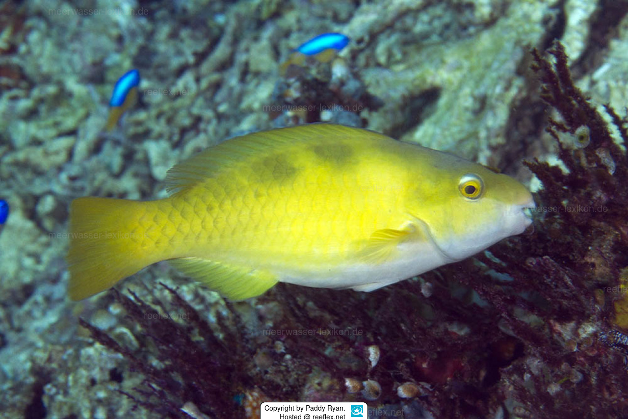 Scarus dimidiatus Yellowbarred parrotfish