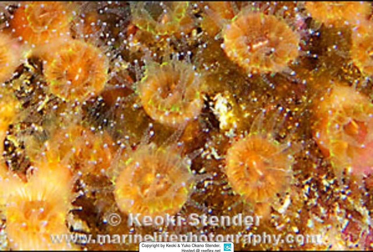 Astrangia haimei Cup coral