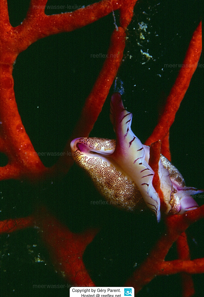 Simnia spelta White simnia,Gorgonian simnia ,Keys Simnia