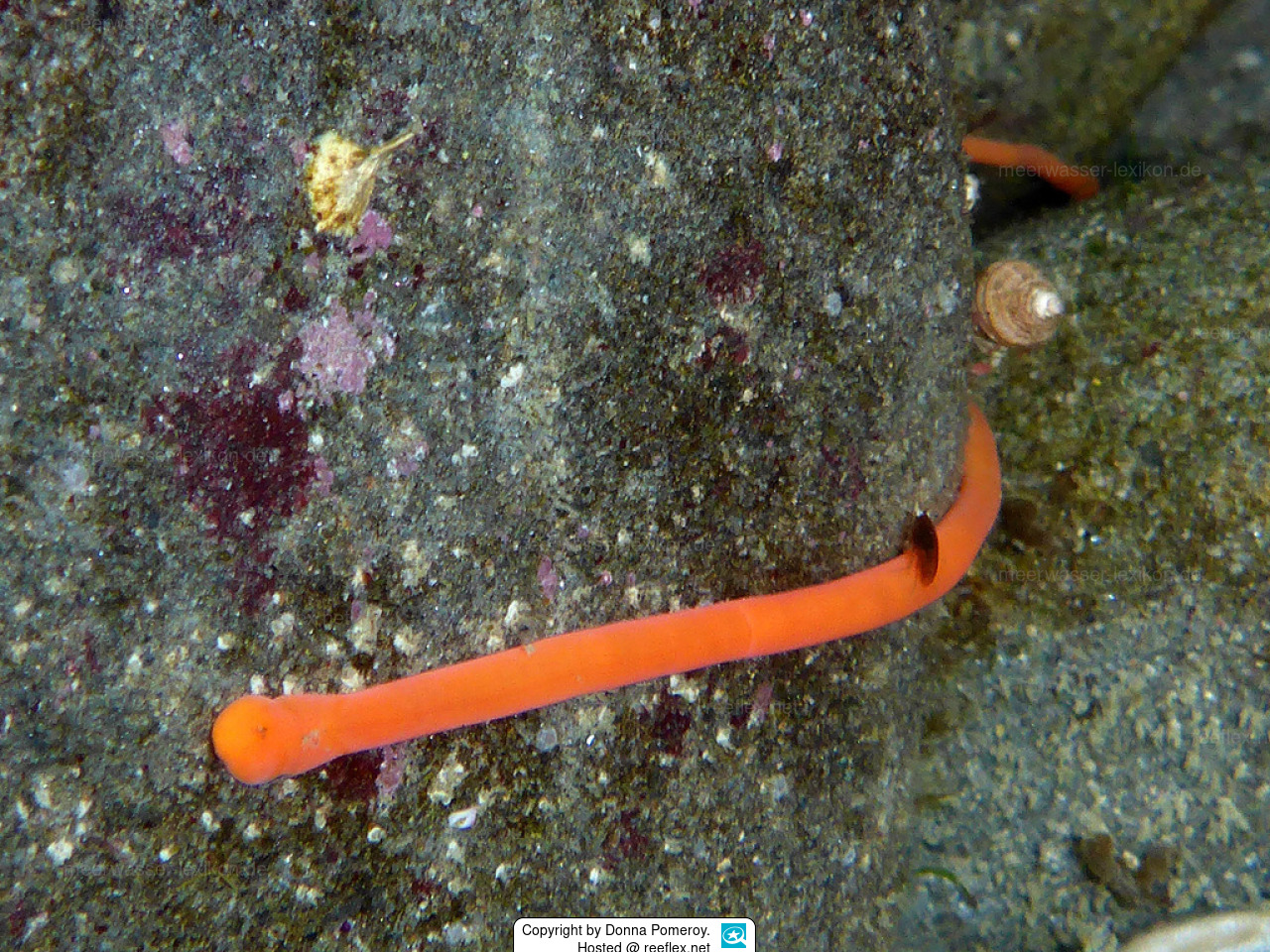 Tubulanus polymorphus ribbon worm