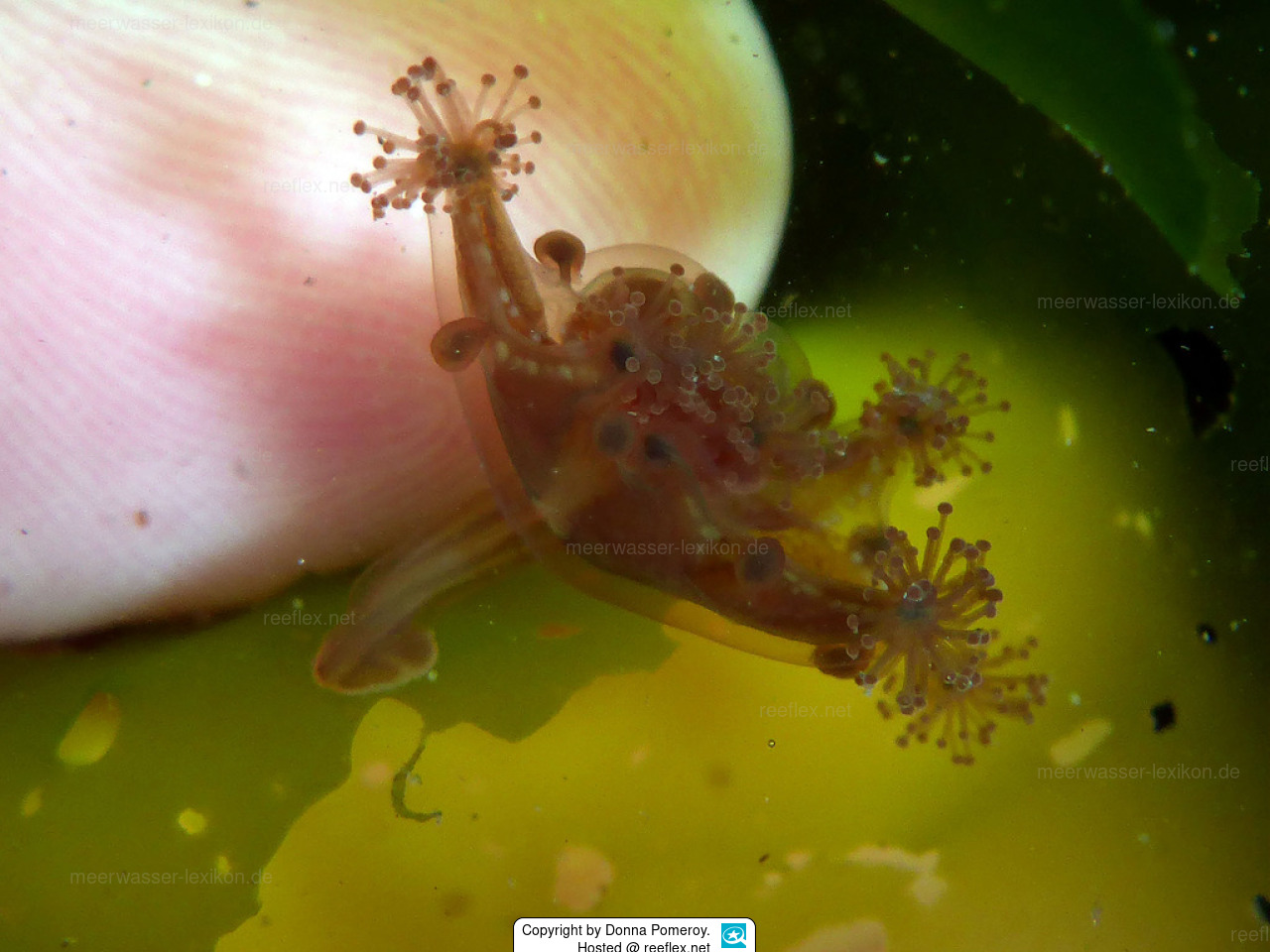 Haliclystus sp. stalked jellyfish