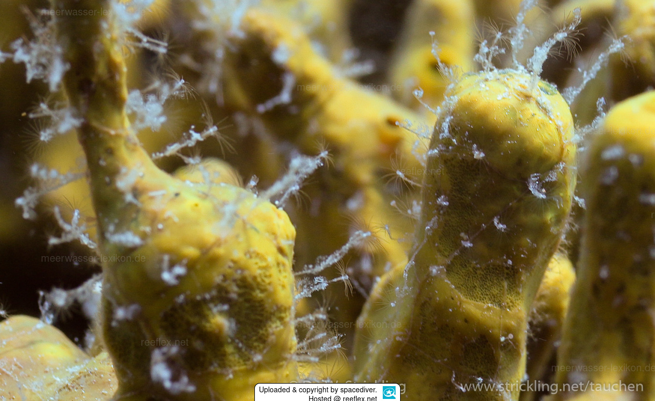 Clytia hemisphaerica hydroids