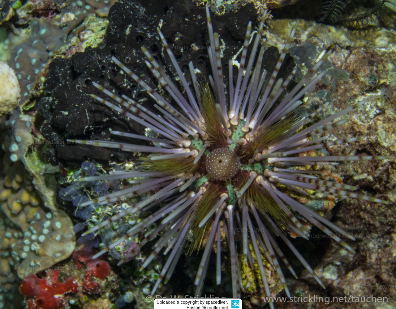 Echinothrix calamaris Banded Sea Urchin