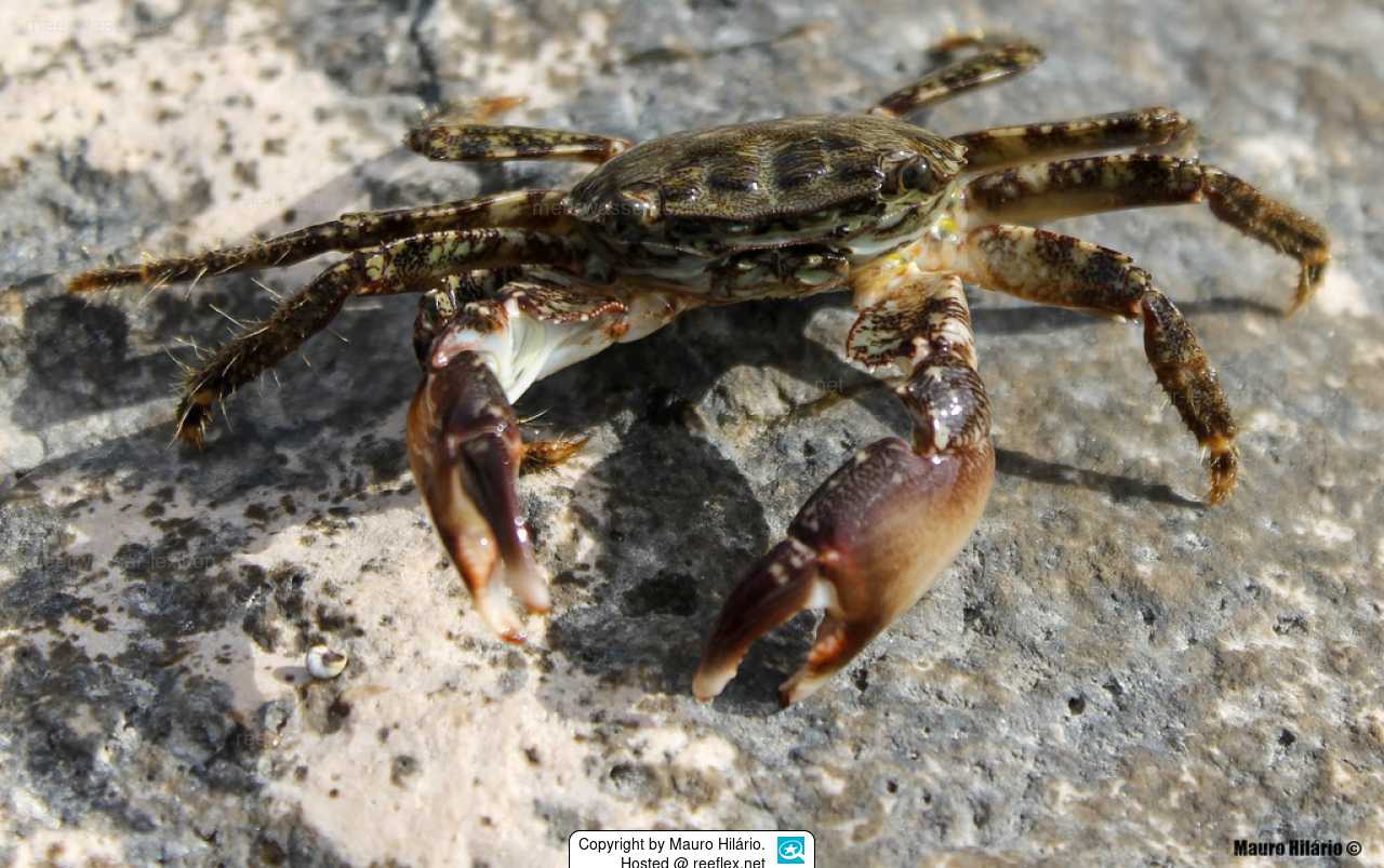 Pachygrapsus marmoratus marbled rock crab