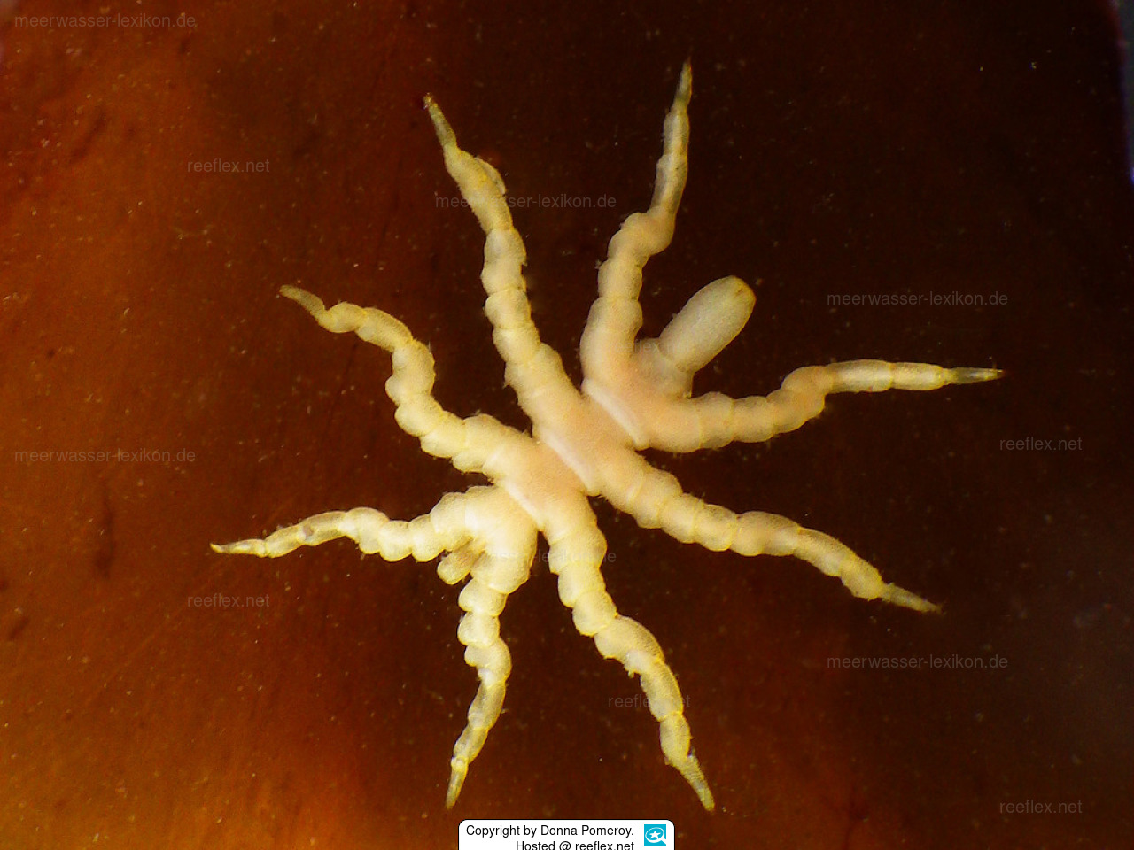 Pycnogonum stearnsi Stearn's Sea Spider
