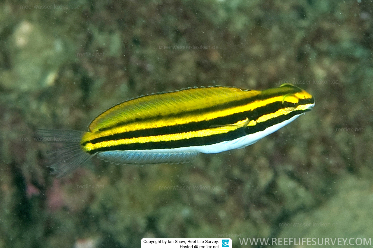Meiacanthus lineatus Lined fangblenny