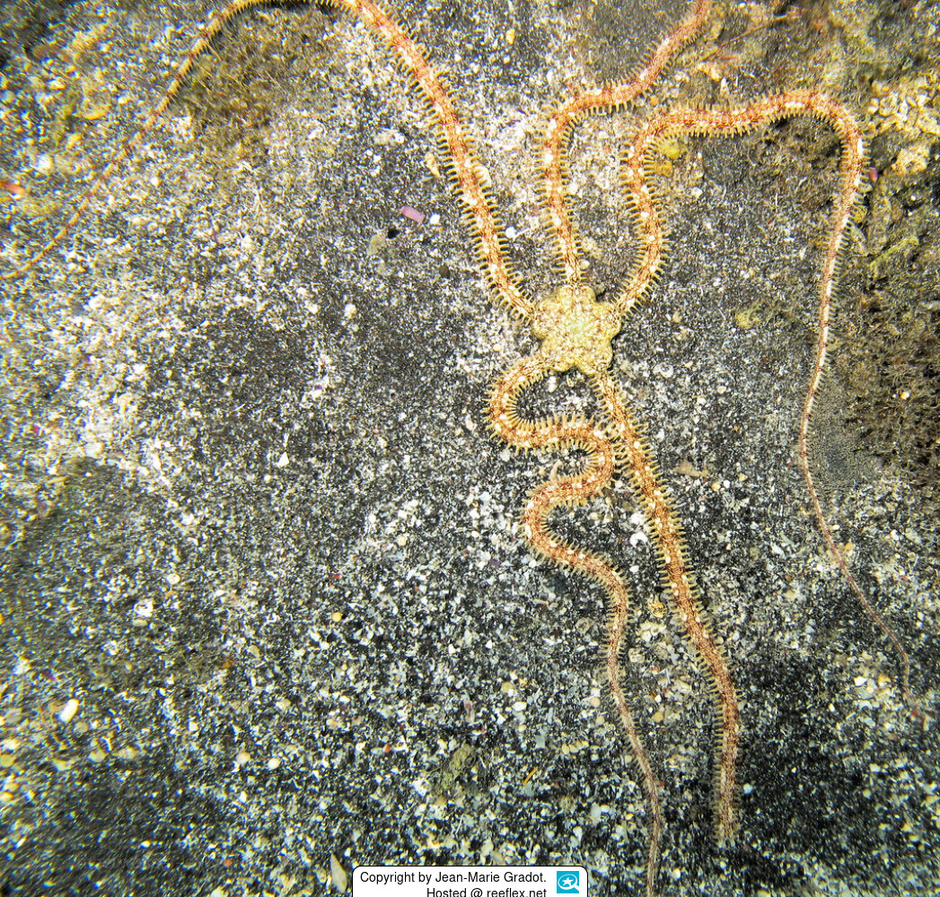 Ophionereis porrecta Striped brittle star