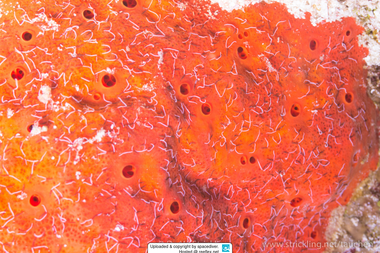 Polydorella smurovi tube worm, spionid worm