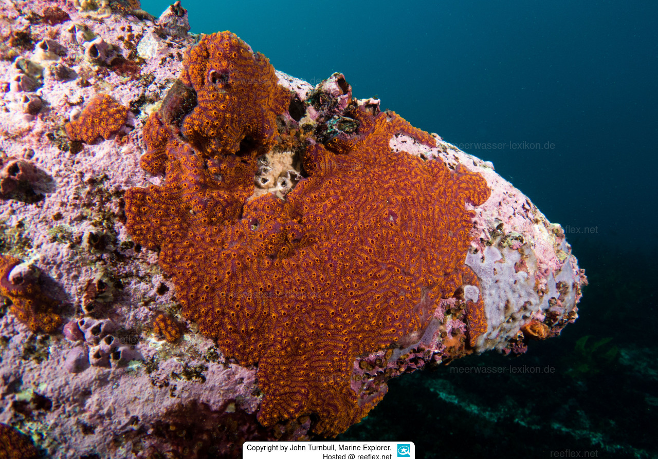 Botrylloides leachii Dark Ascidian